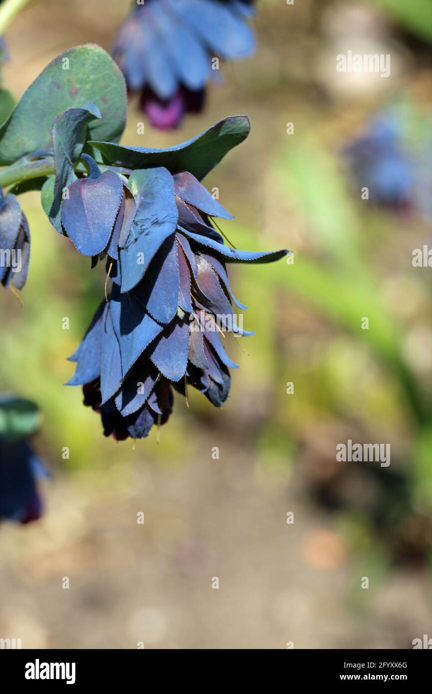 Blue and purple leaves and flowers of Honeywort, Cerinthe major variety ...