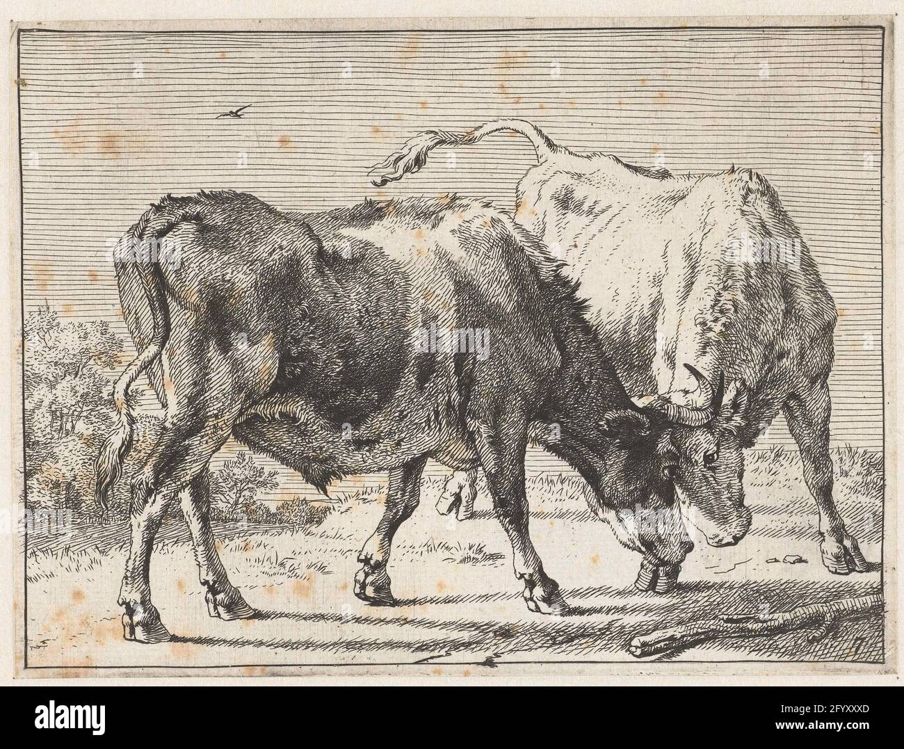 Two fighting oxen; The bull book Stock Photo - Alamy