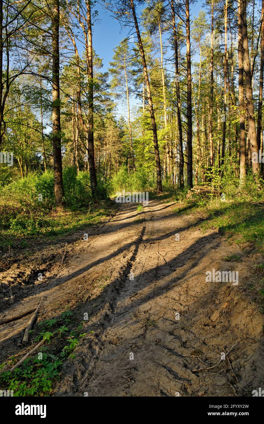A sandy, forest road through the reserve on a beautiful, sunny spring ...