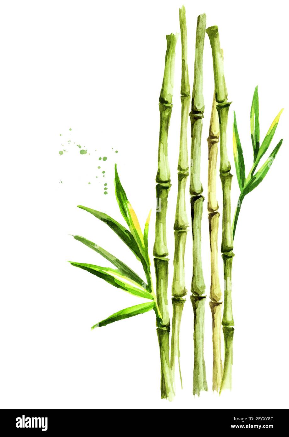 Green bamboo stems and leaves, Watercolor hand drawn illustration ...
