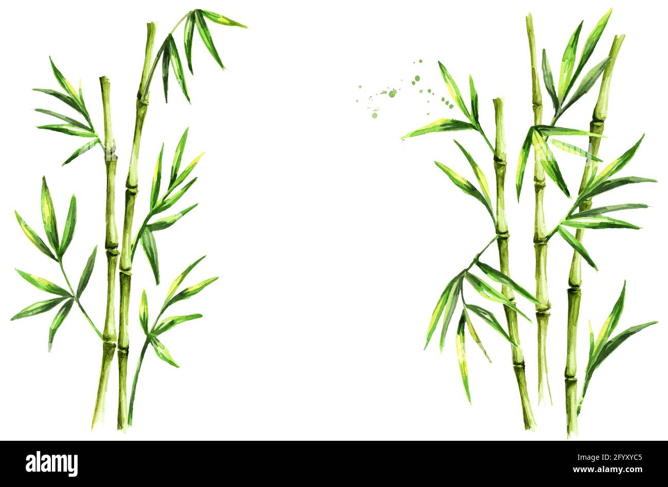 Green bamboo background, stems and leaves, Asian rainforest. Watercolor ...