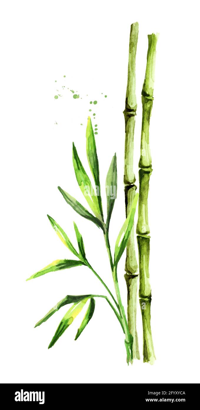 Green bamboo stem and leaves, Watercolor hand drawn illustration ...