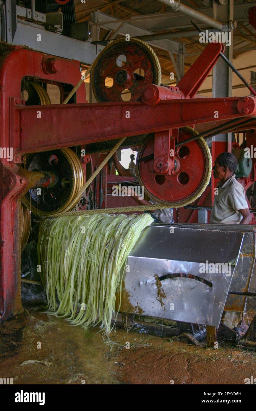 Extracting the fibre from the plant Stock Photo - Alamy