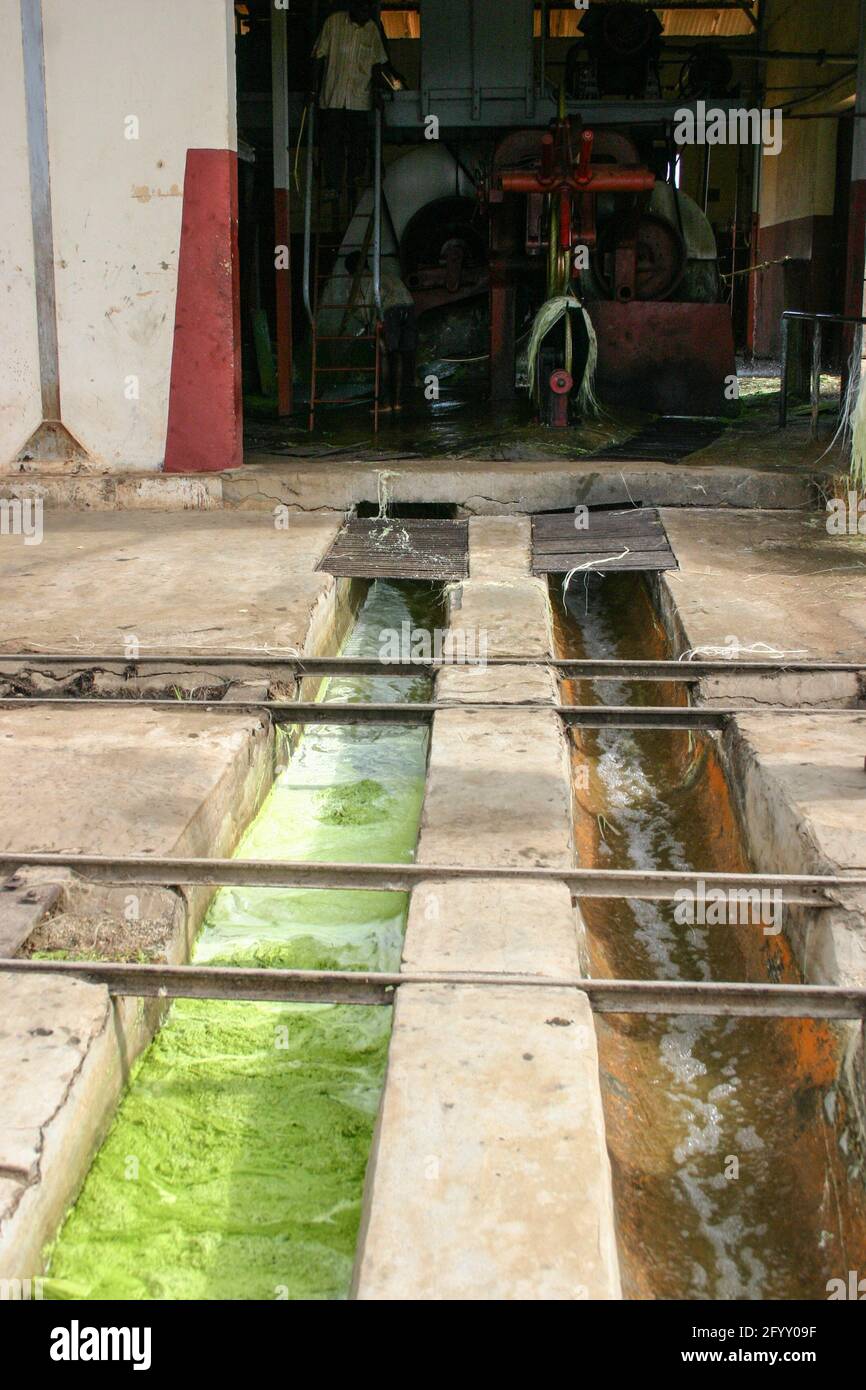 Waste parts of the plant , washed away Stock Photo - Alamy