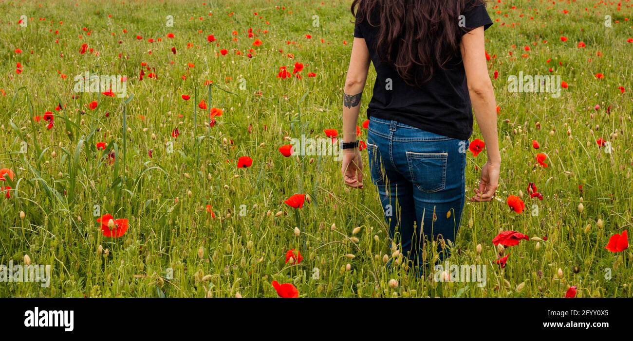 A female walking in a beautiful poppy flowers field Stock Photo - Alamy