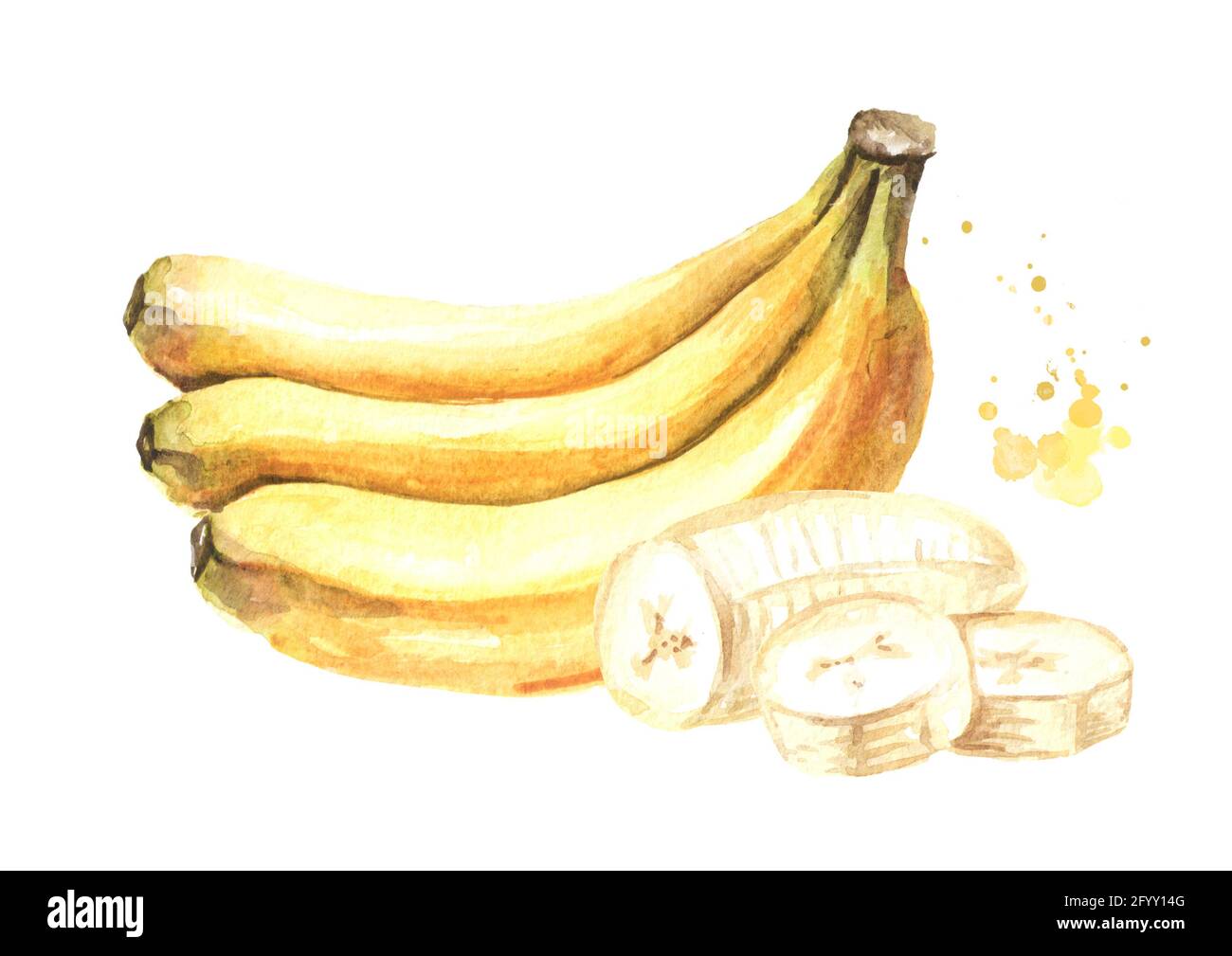 Bunch of ripe bananas and sliced one. Watercolor hand drawn ...