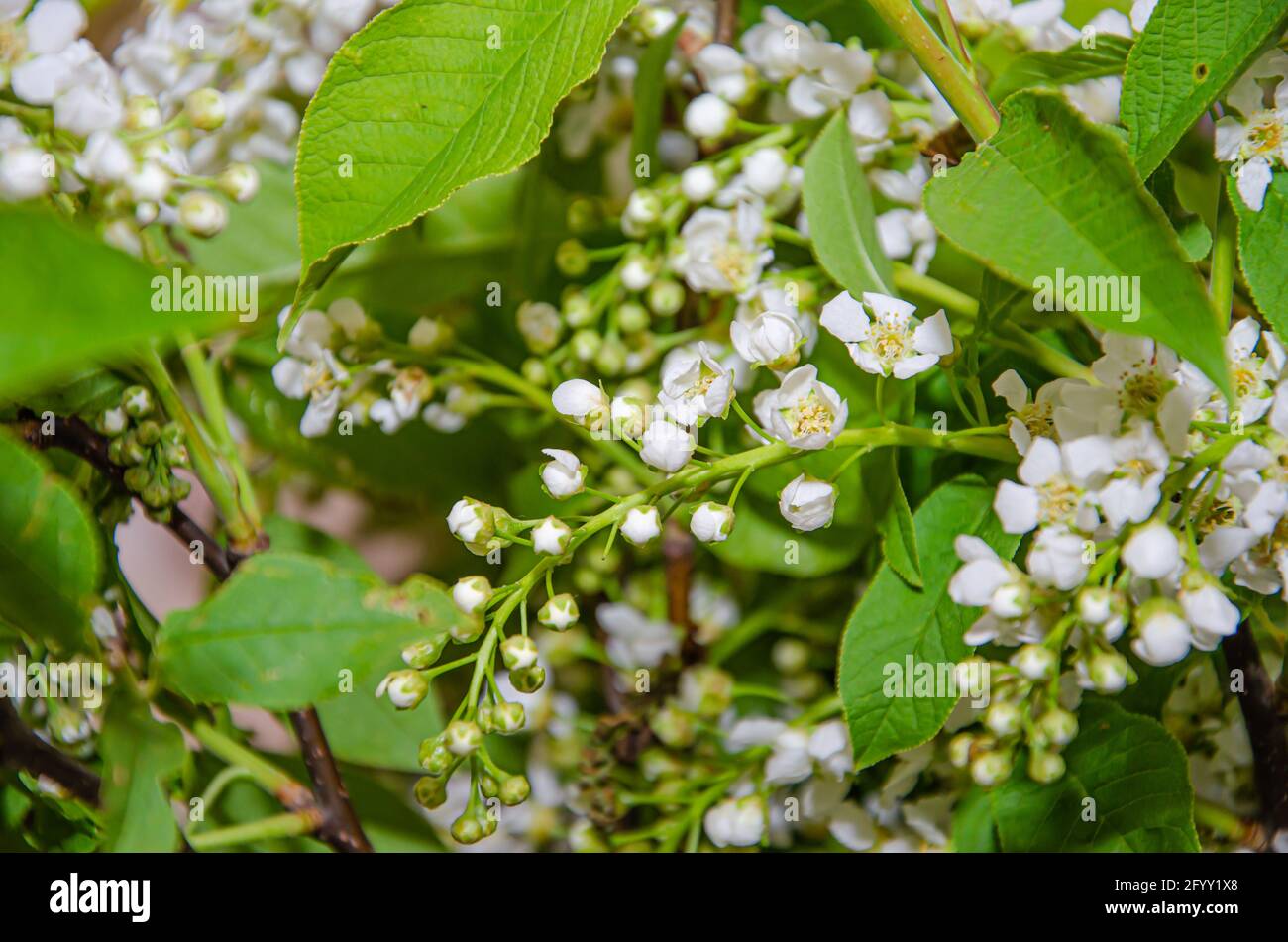 Bird Cherry Tree in Blossom. Close-up of a Flowering Prunus Avium Tree ...