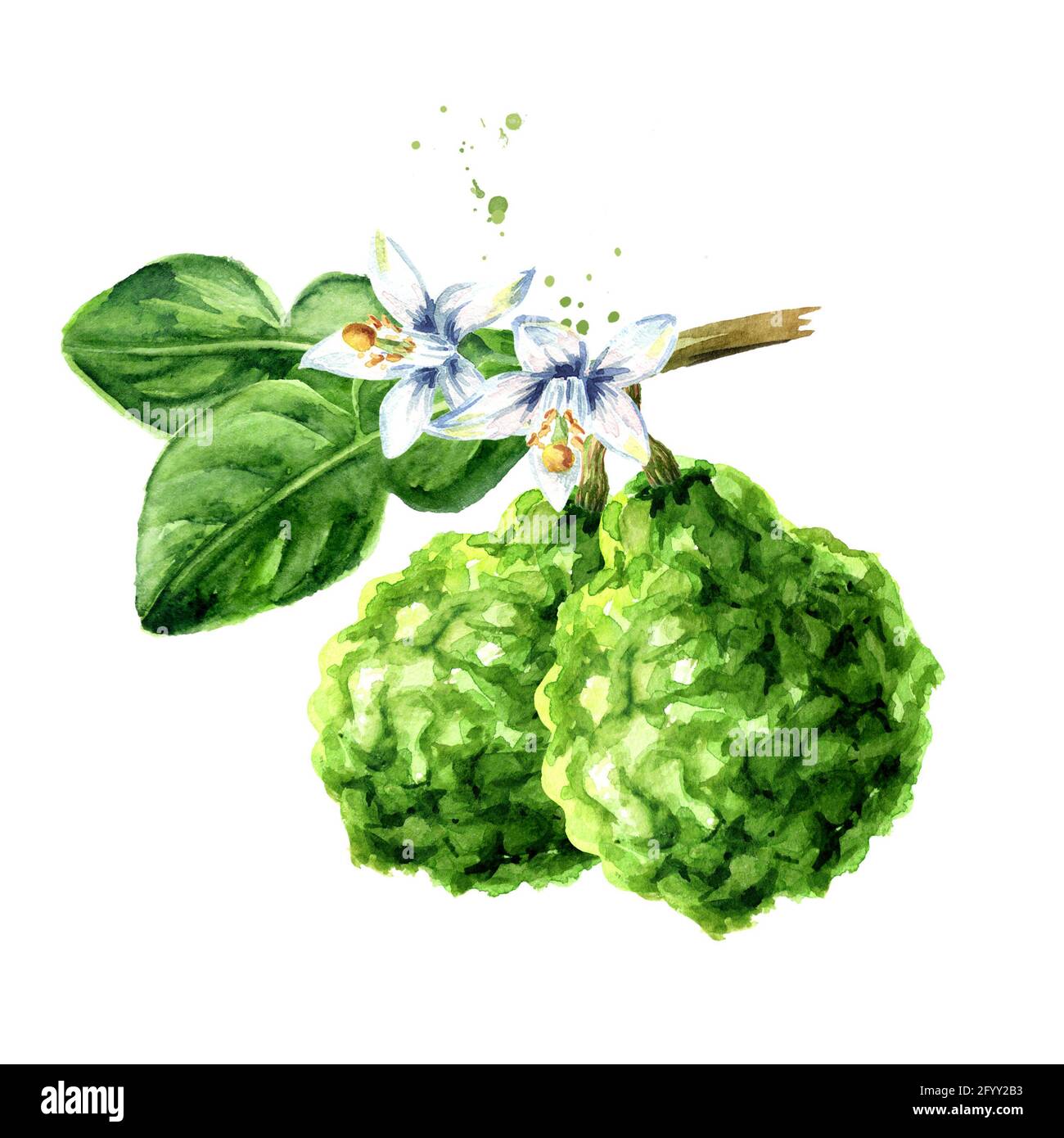 Fresh bergamot fruit with leaf and flower on the branch. Watercolor ...