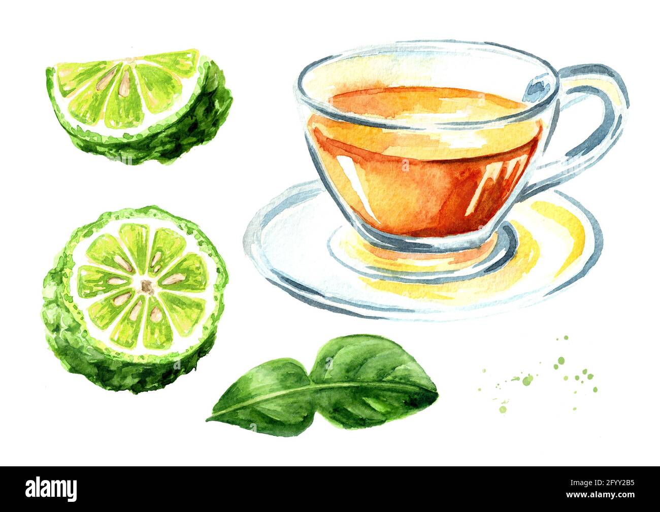 Cup of tea with bergamot fruit set. Watercolor hand drawn illustration ...
