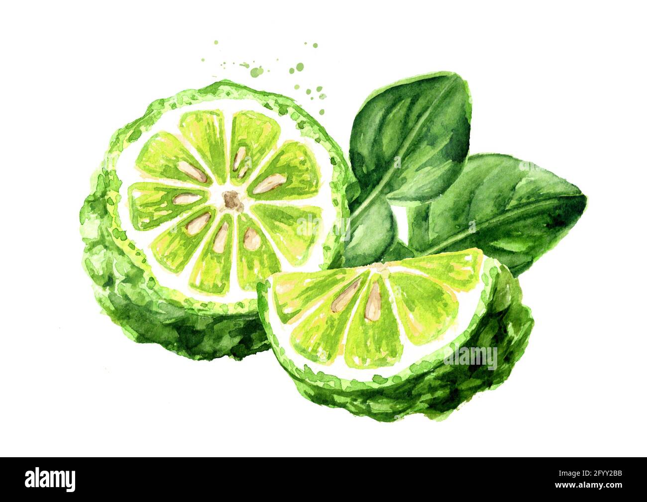 Fresh bergamot fruit with leaf. Watercolor hand drawn illustration ...