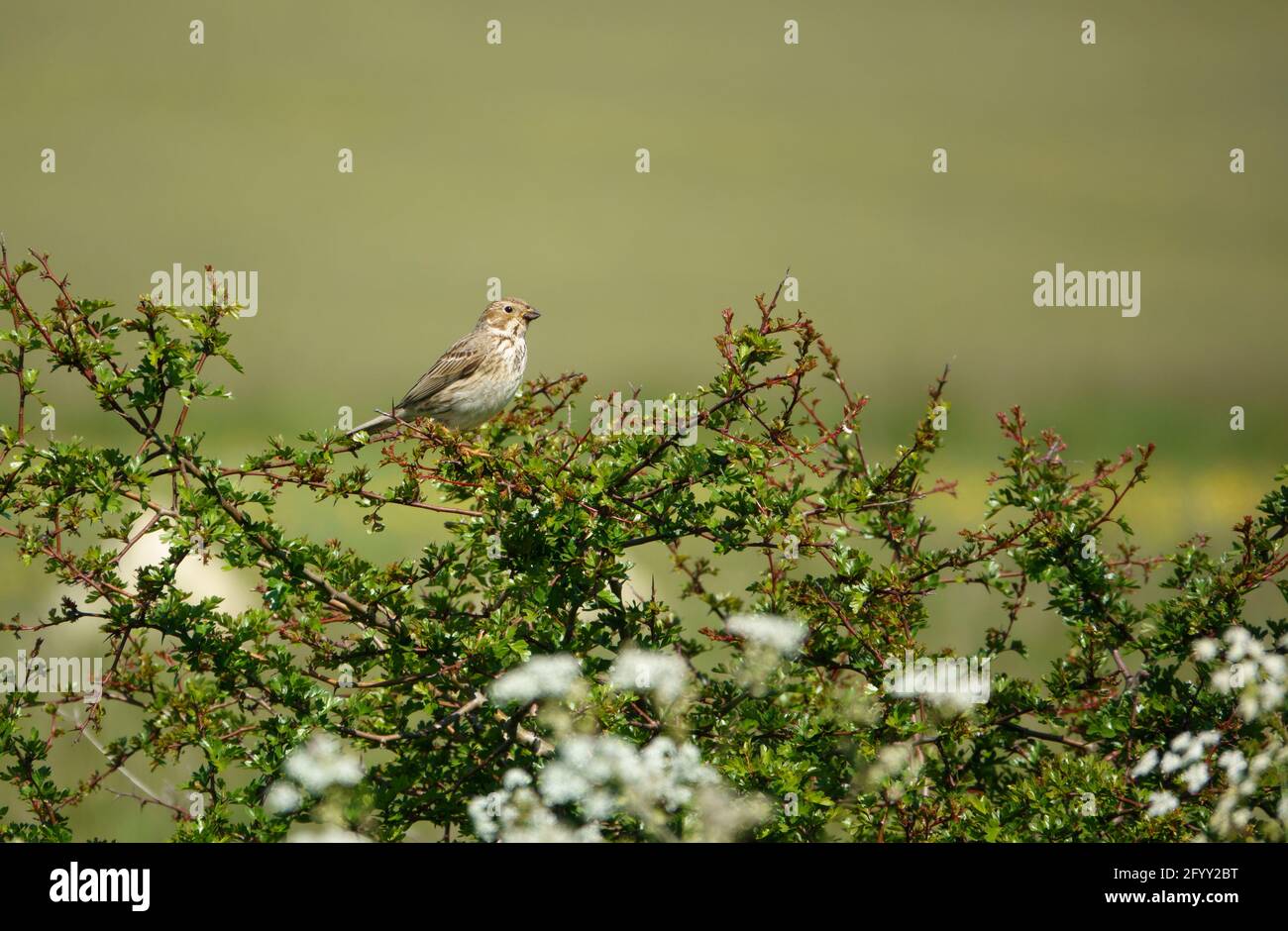 Female linnet hi-res stock photography and images - Alamy