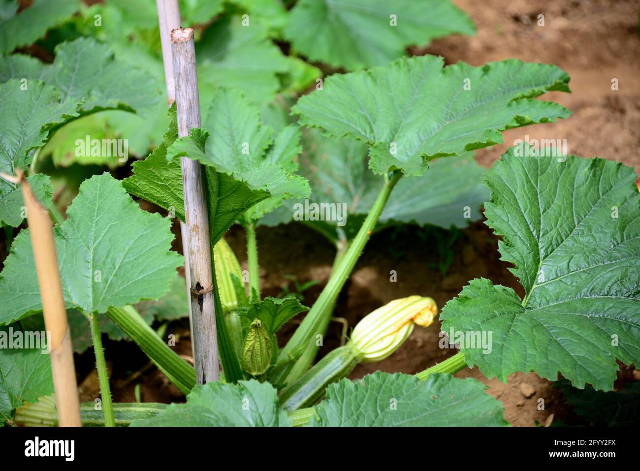 Cultivation of the courgette plant Stock Photo - Alamy