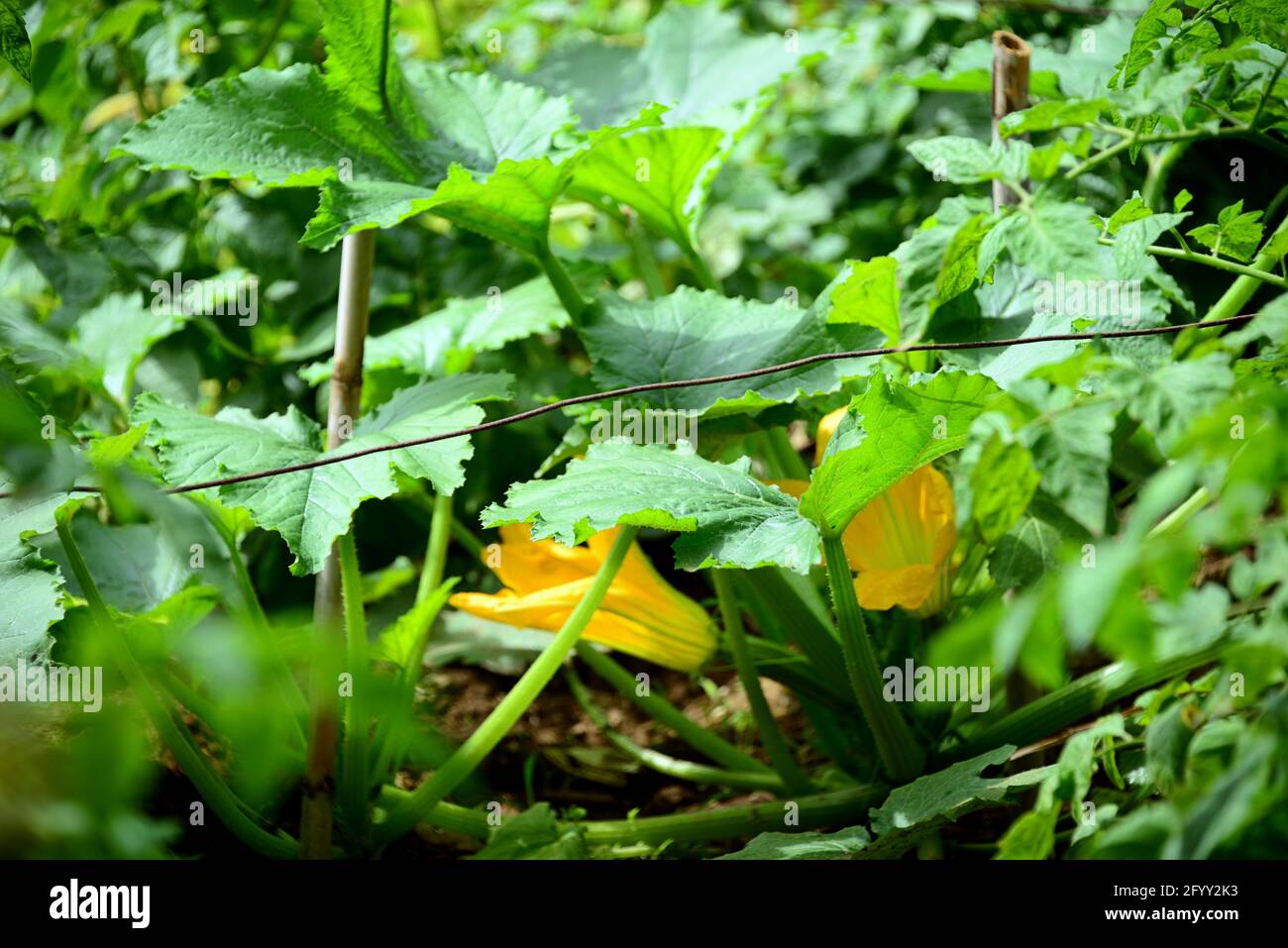 Cultivation of the courgette plant Stock Photo - Alamy
