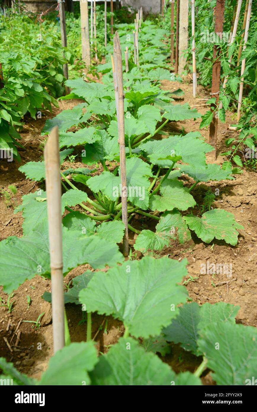 Cultivation of the courgette plant Stock Photo - Alamy