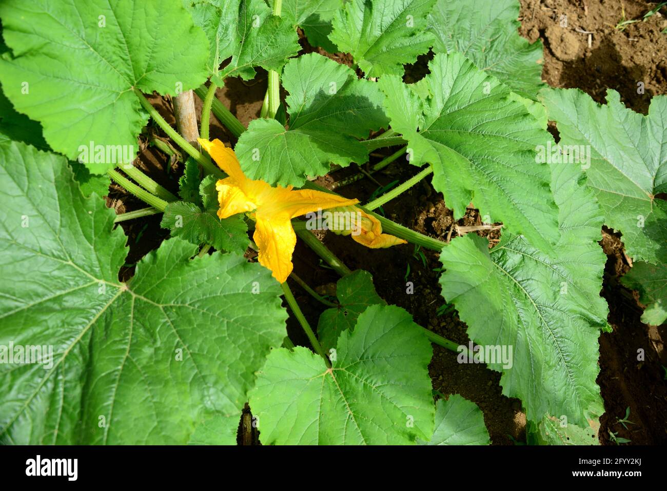Cultivation of the courgette plant Stock Photo - Alamy