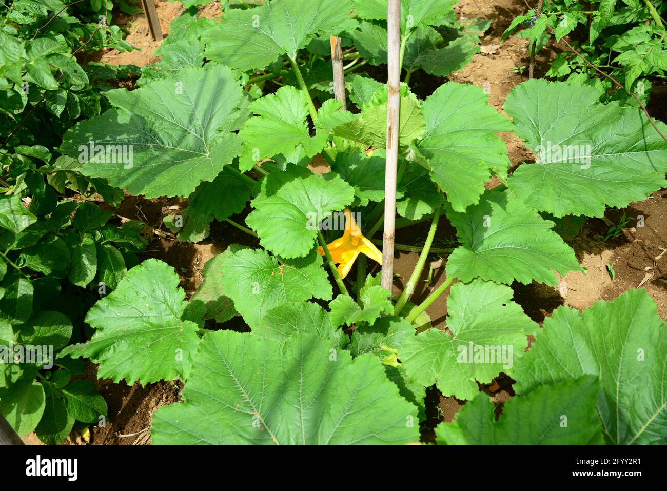 Cultivation of the courgette plant Stock Photo - Alamy
