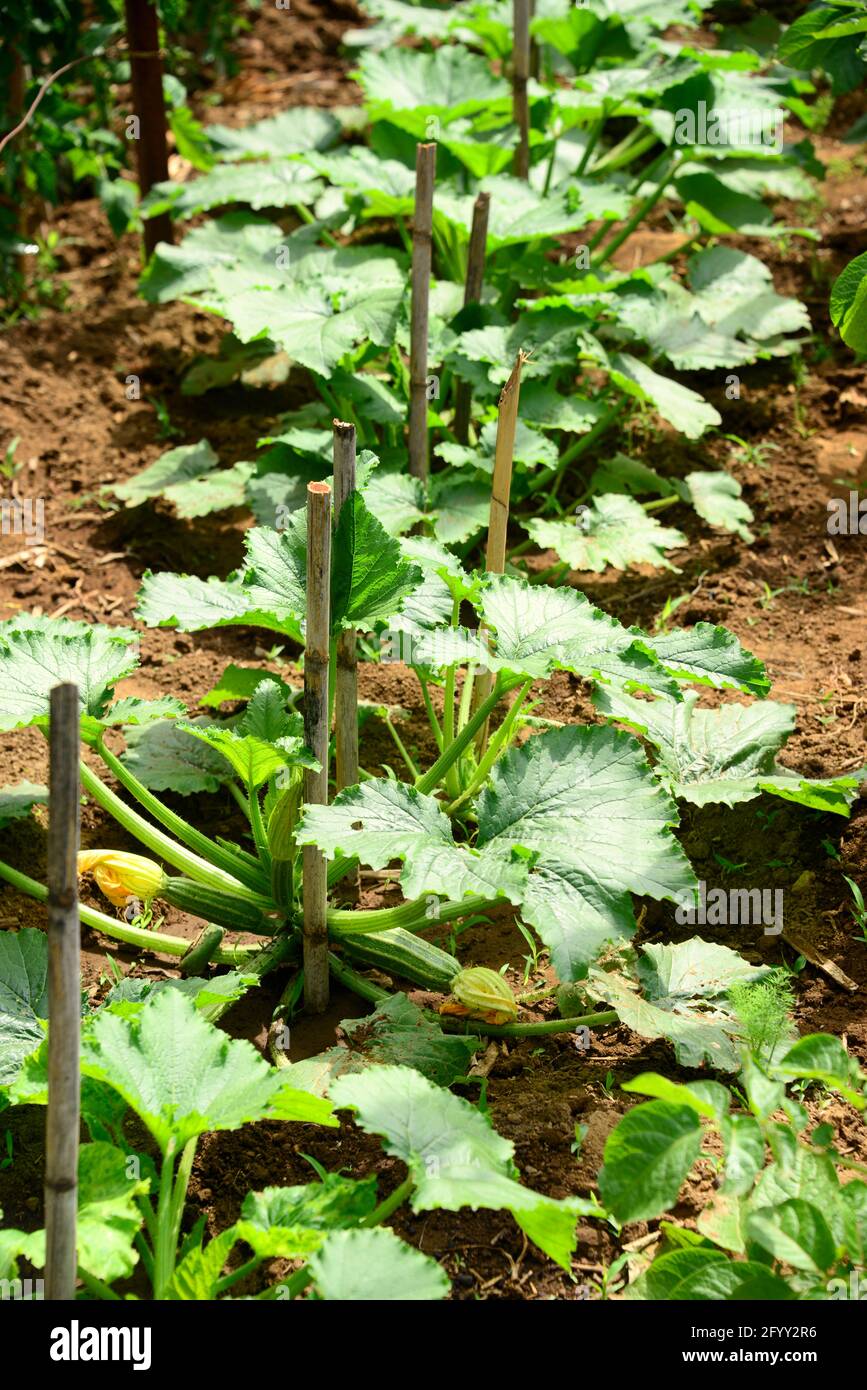 Cultivation of the courgette plant Stock Photo - Alamy