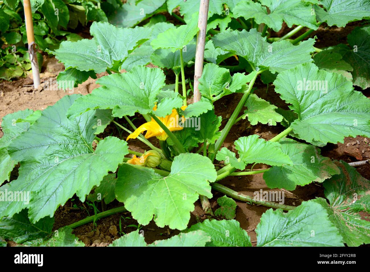 Cultivation of the courgette plant Stock Photo - Alamy