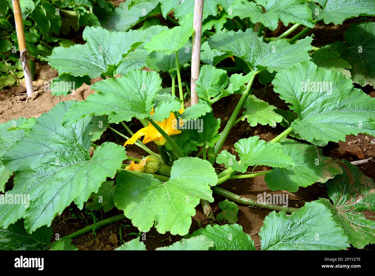 Cultivation of the courgette plant Stock Photo - Alamy