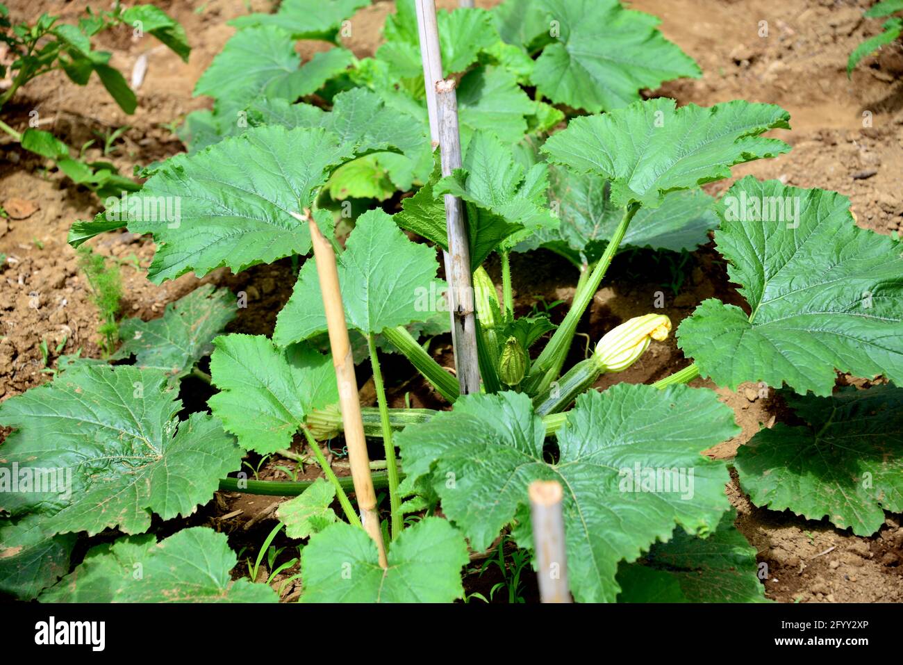 Cultivation of the courgette plant Stock Photo - Alamy