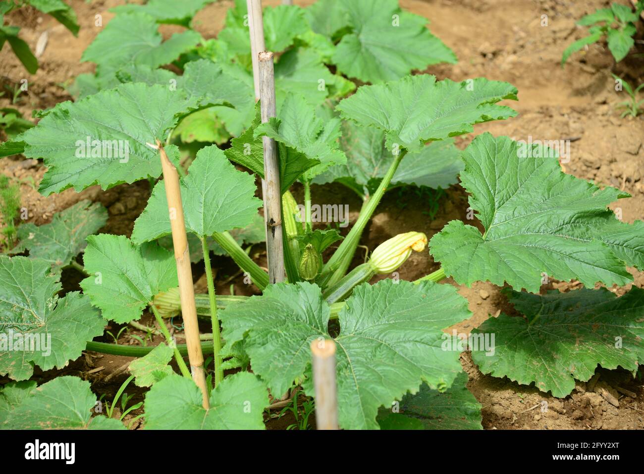 Cultivation of the courgette plant Stock Photo - Alamy