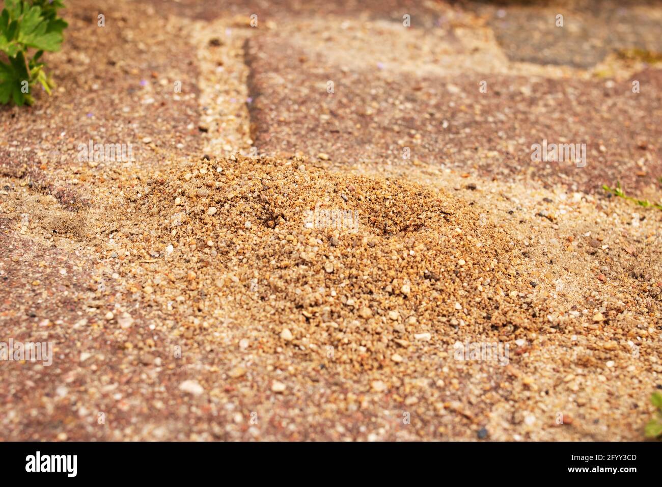 Yellow sand anthill on paving slabs close up Stock Photo - Alamy