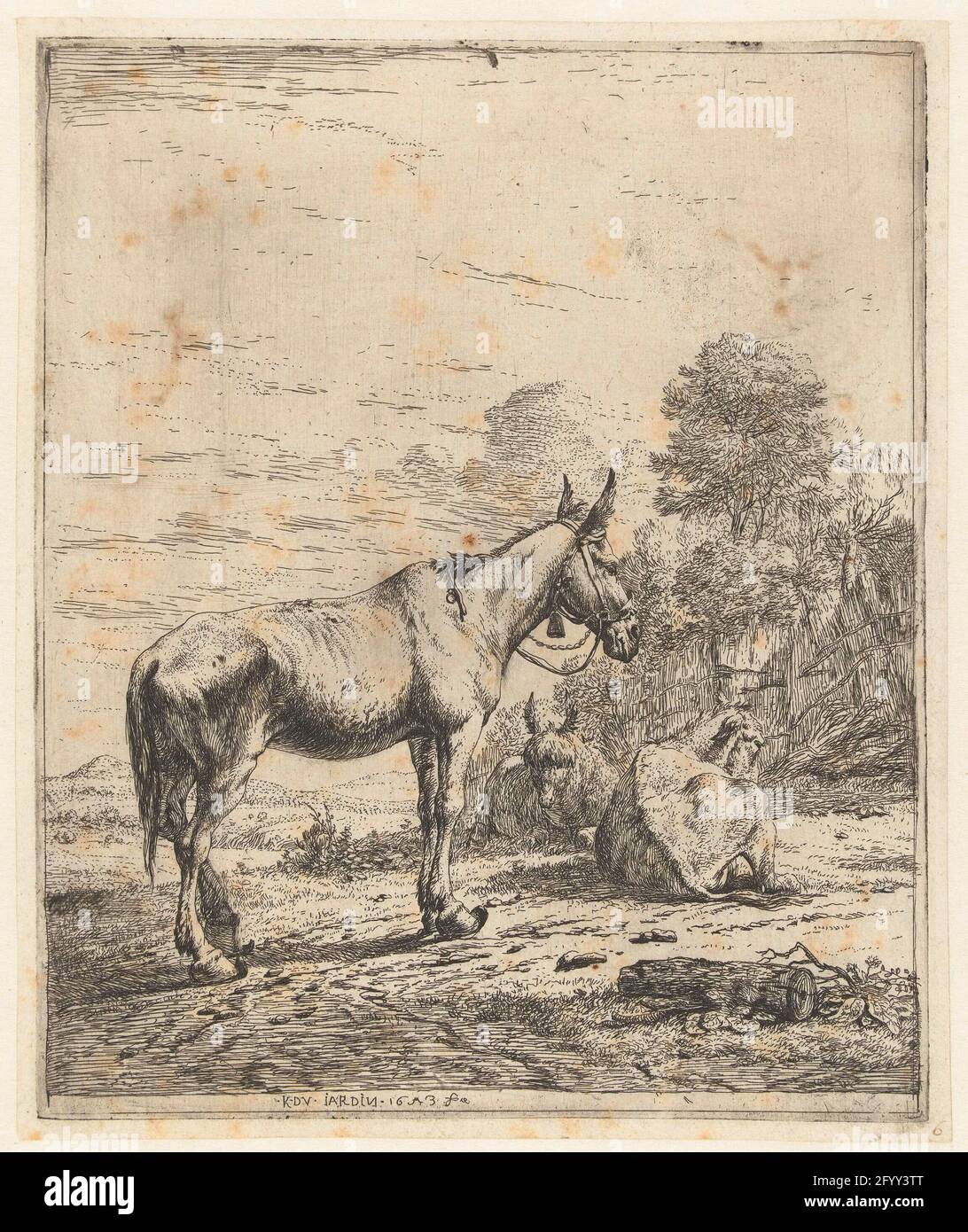 Mule with bell to halter and two lying donkeys Stock Photo - Alamy