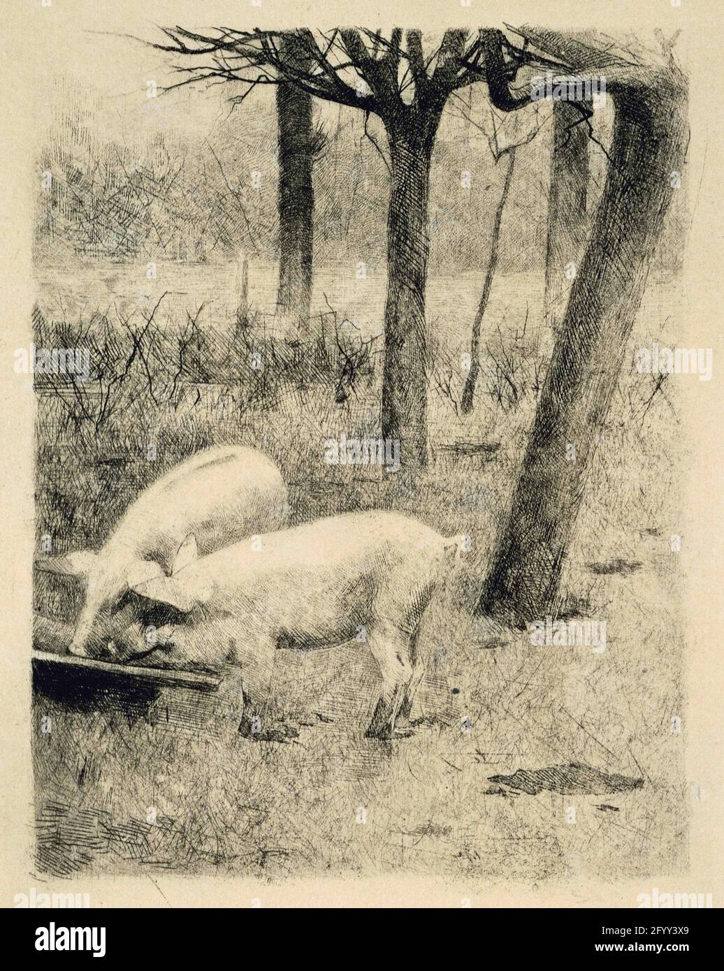 Pigs feeding in a trough hi-res stock photography and images - Alamy