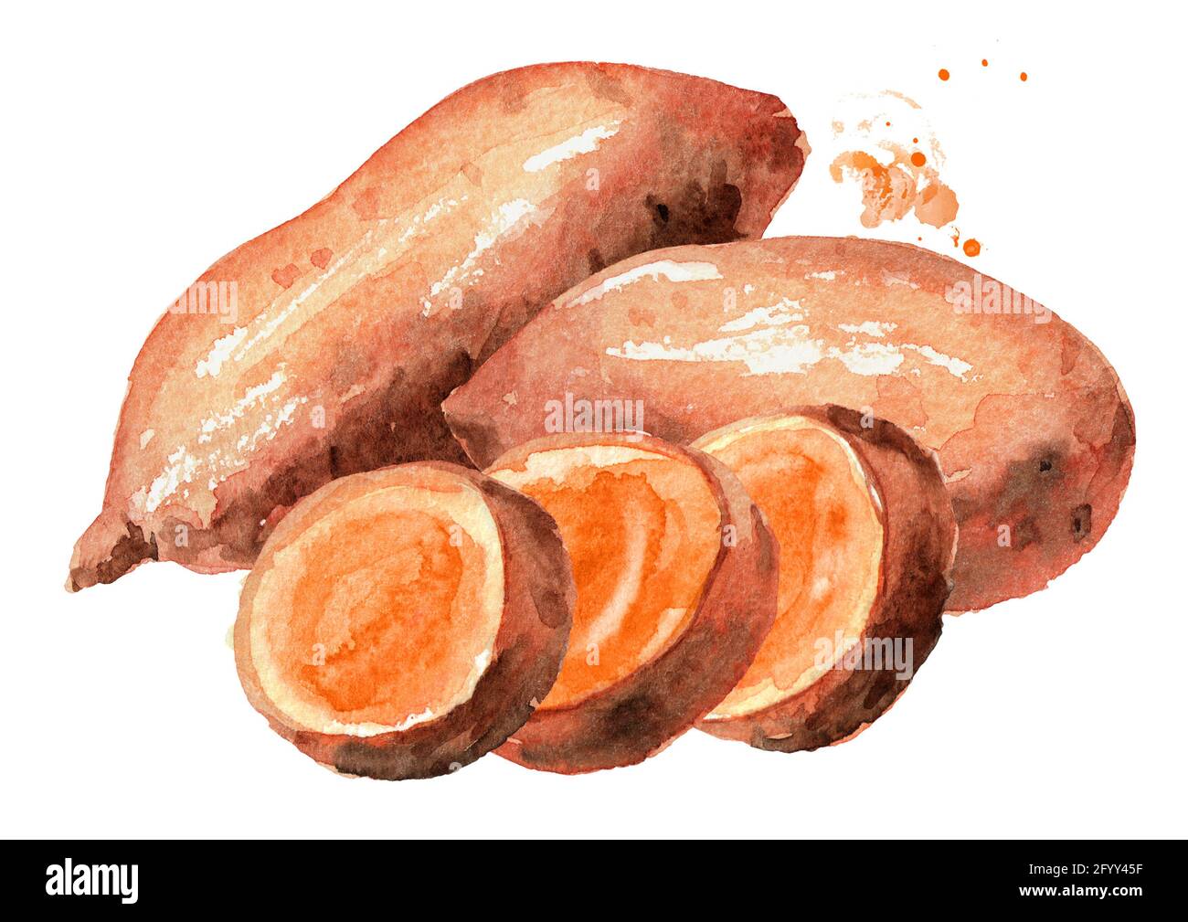 Whole and cut raw sweet potato batat. Watercolor hand drawn ...
