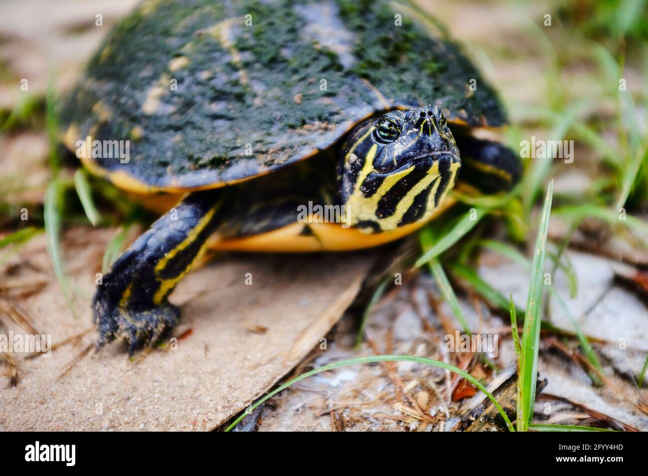 Coastal plain hi-res stock photography and images - Alamy