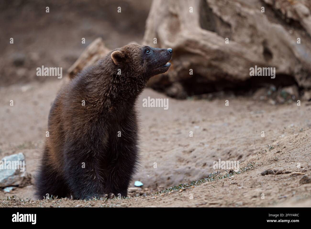 Siberian wolverine hi-res stock photography and images - Alamy