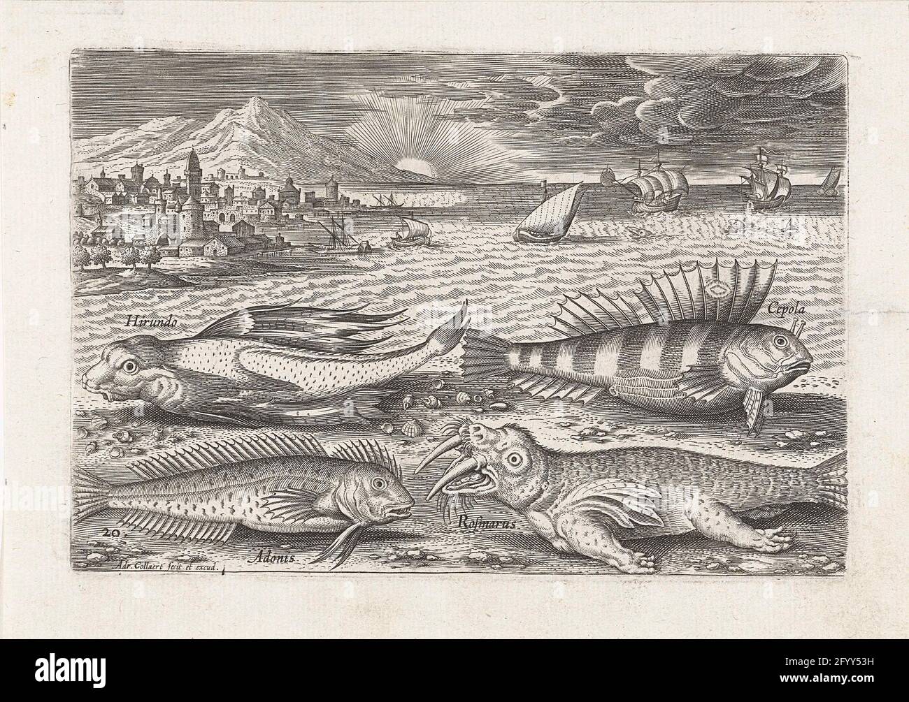 Some fish and a walrus on the beach; Fishing; PISCIVM VIVAE ICONES. A ...