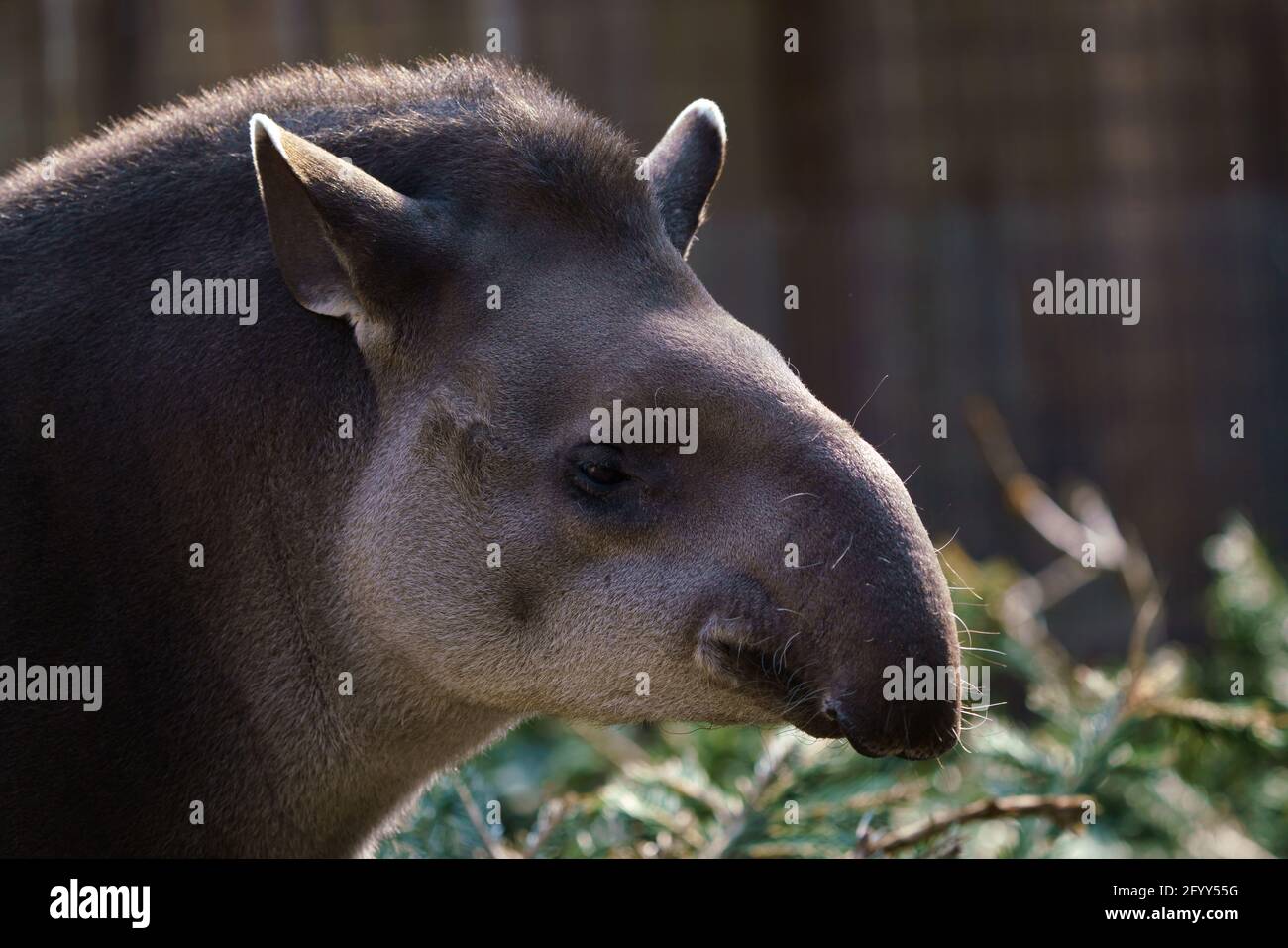 Portrait of south American tapir (Tapirus terrestris Stock Photo - Alamy