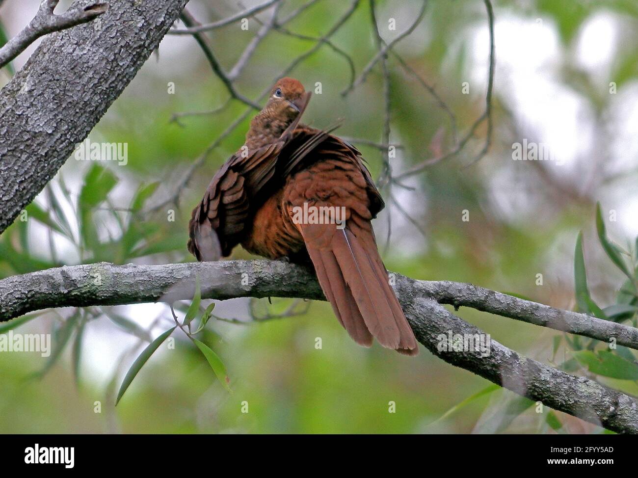 Dove preen hi-res stock photography and images - Alamy