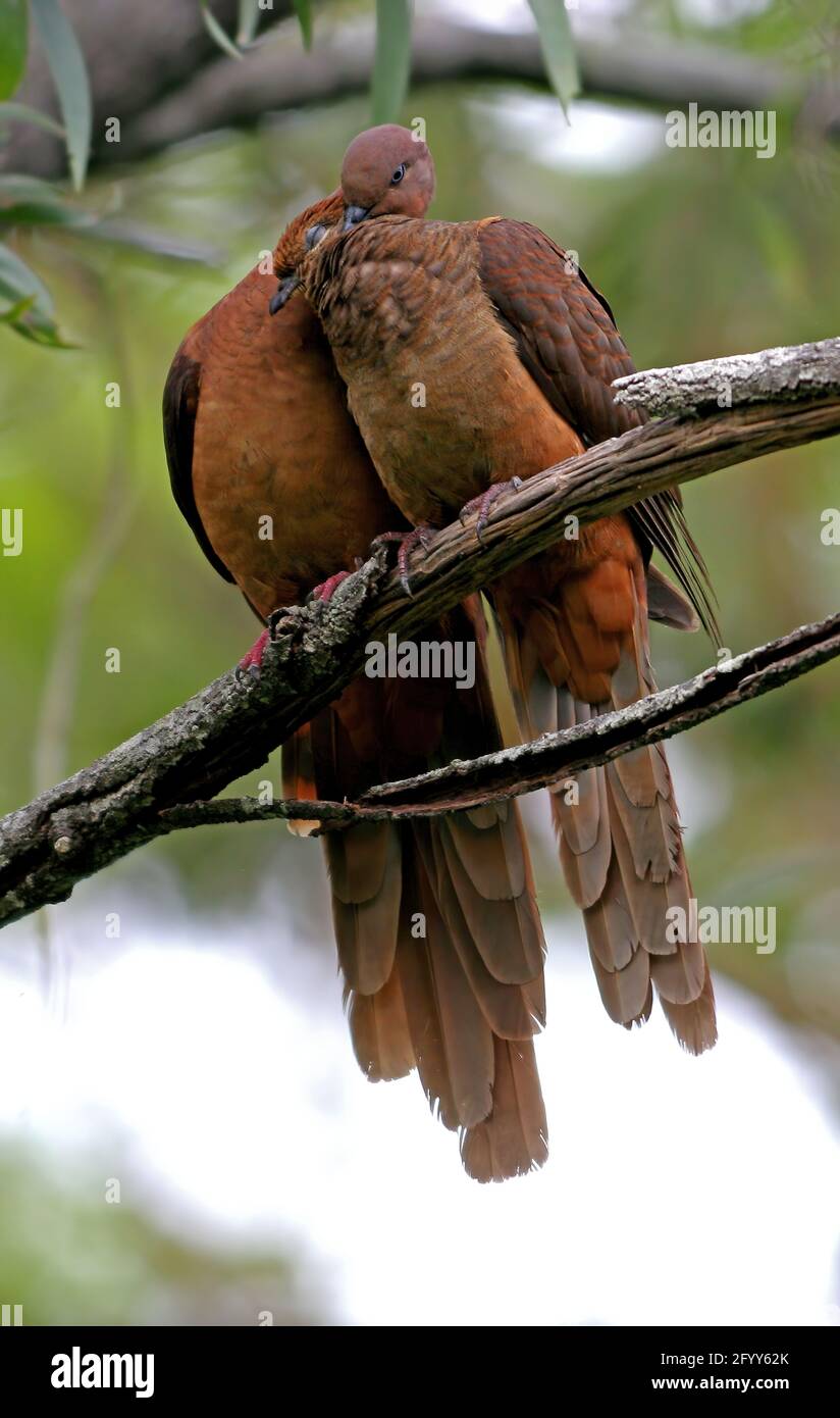 Dove preen hi-res stock photography and images - Alamy