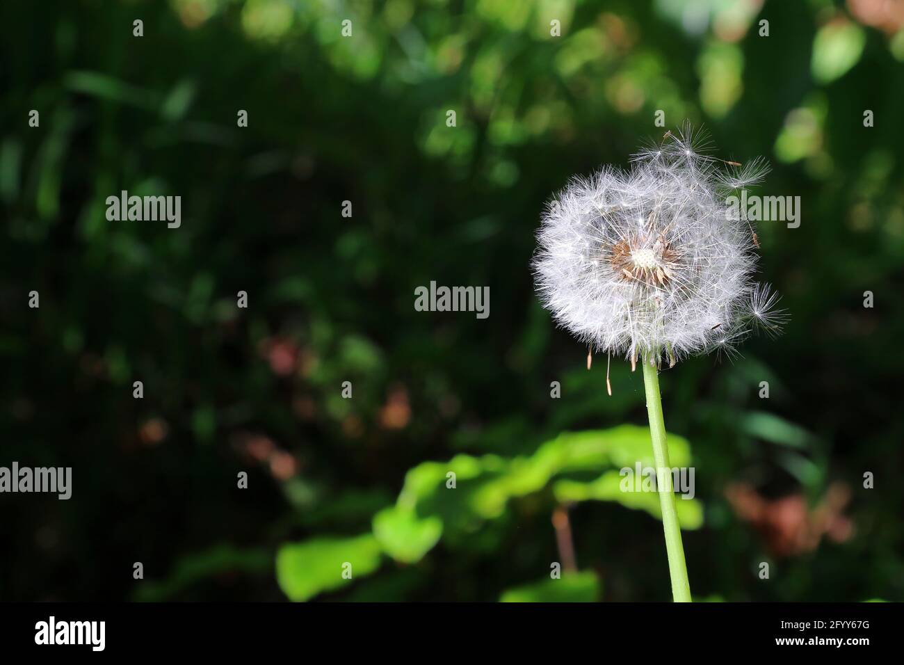 Close up seeds blowball hi-res stock photography and images - Alamy