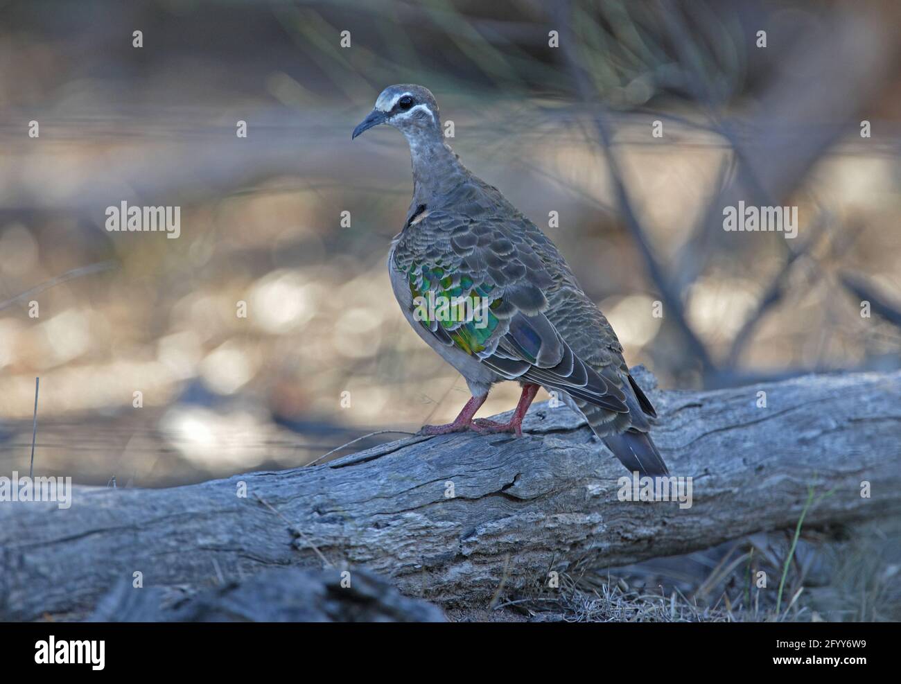 Common bronzewing phaps chalcoptera south australia hi-res stock ...