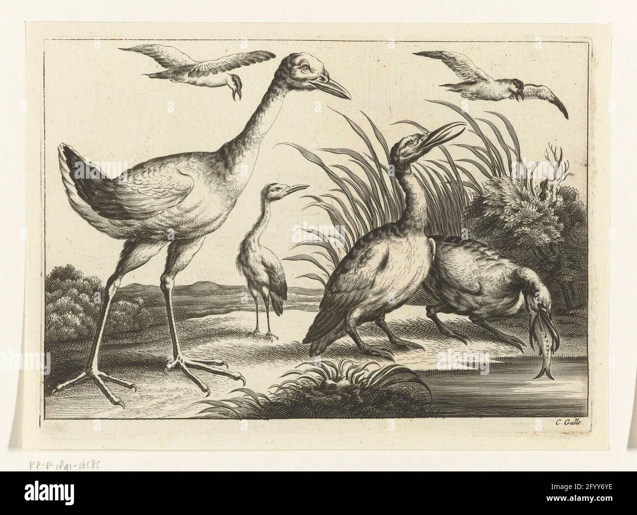 Birds diversarum avium species hi-res stock photography and images - Alamy