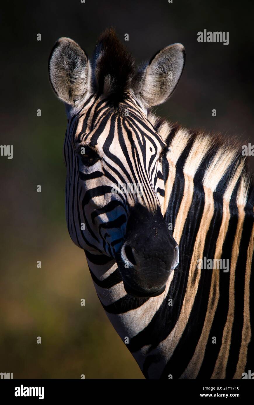Cape Zebra in Savannah environment, Kruger National Park, South Africa ...
