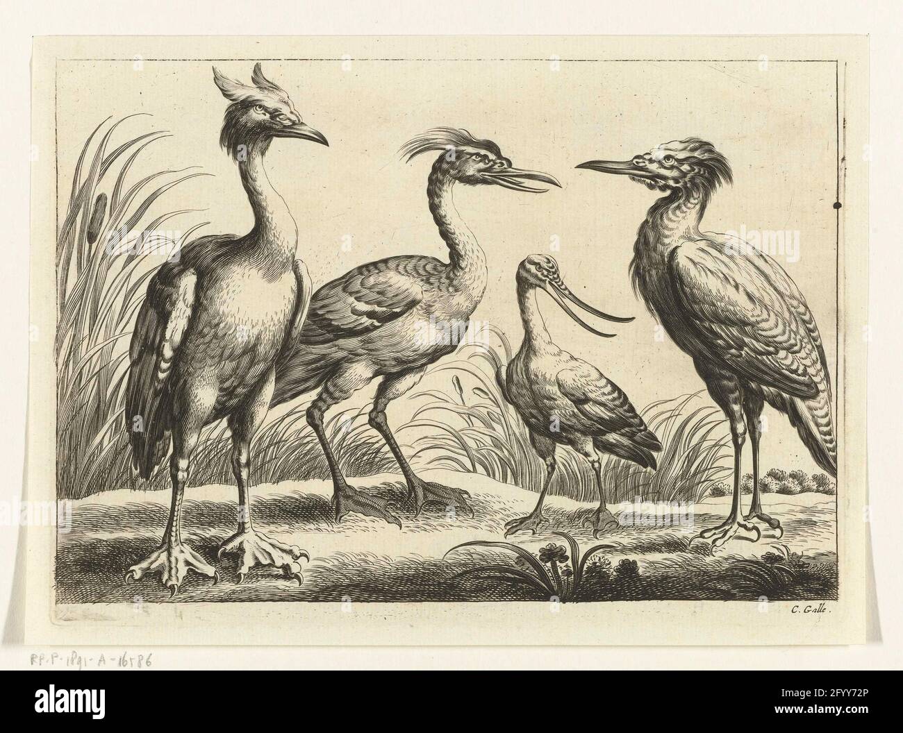 Four different species of birds hi-res stock photography and images - Alamy