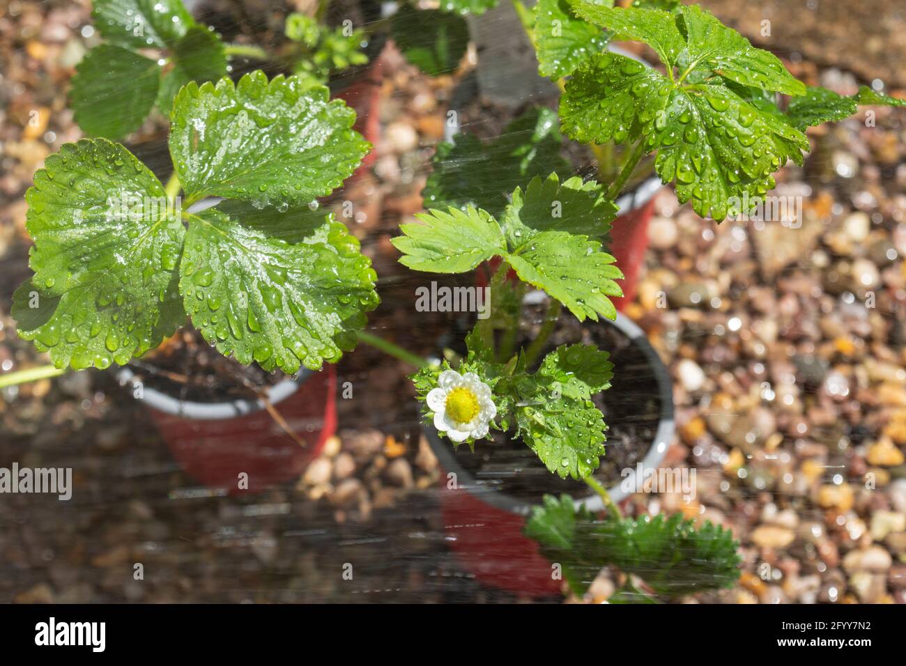 Watering strawberry sapling plants in small pots. On a gravel ...