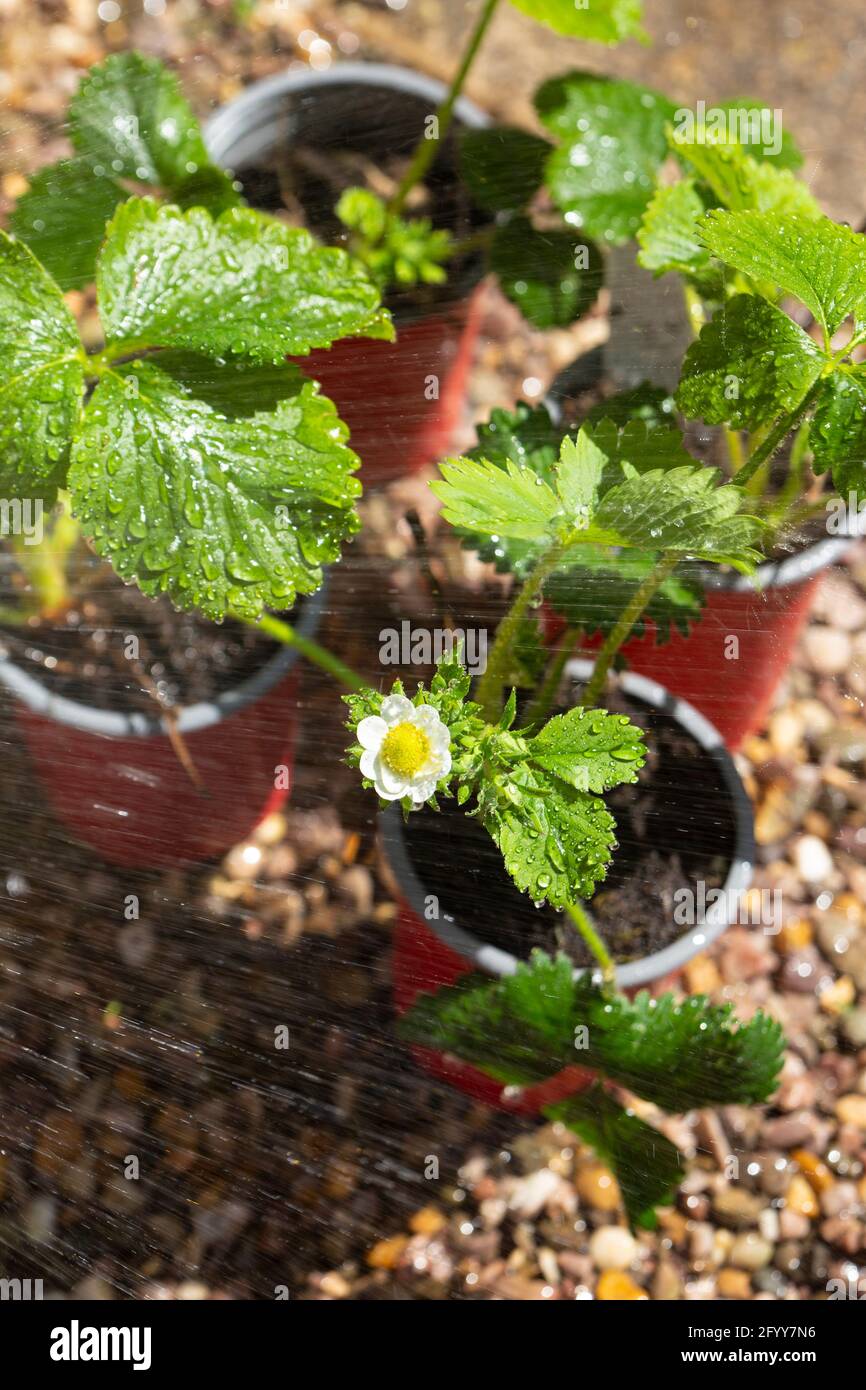 Watering strawberry sapling plants in small pots. On a gravel ...