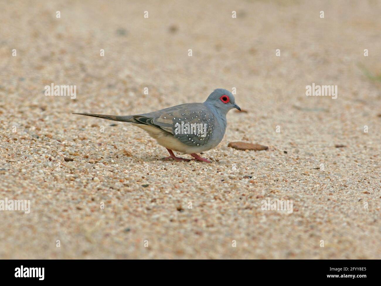 Diamond Dove (Geopelia cuneata) immature male moulting into adult ...