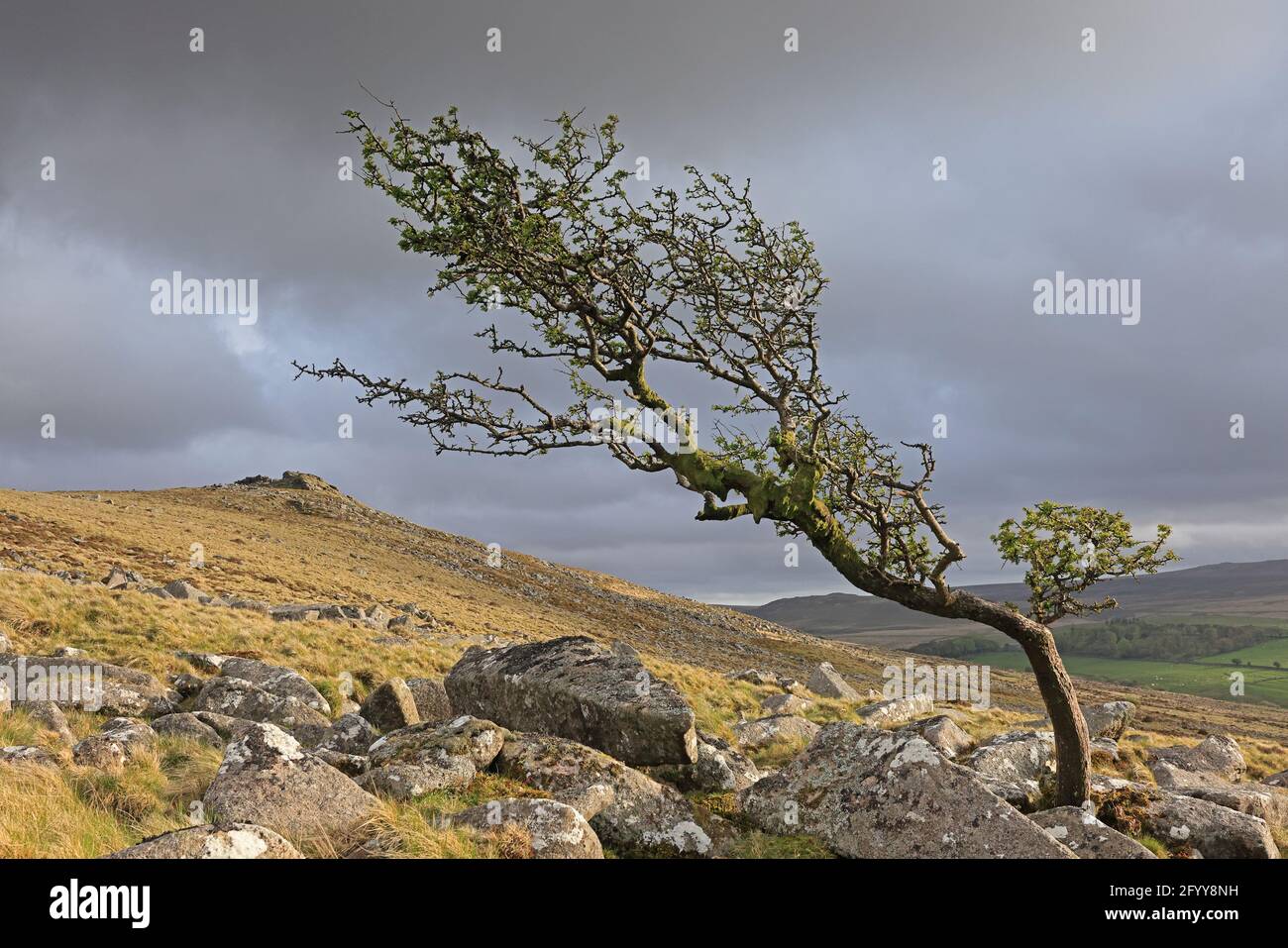 A view of Higher Tor from the lower slopes of Belstone Tor Stock Photo ...