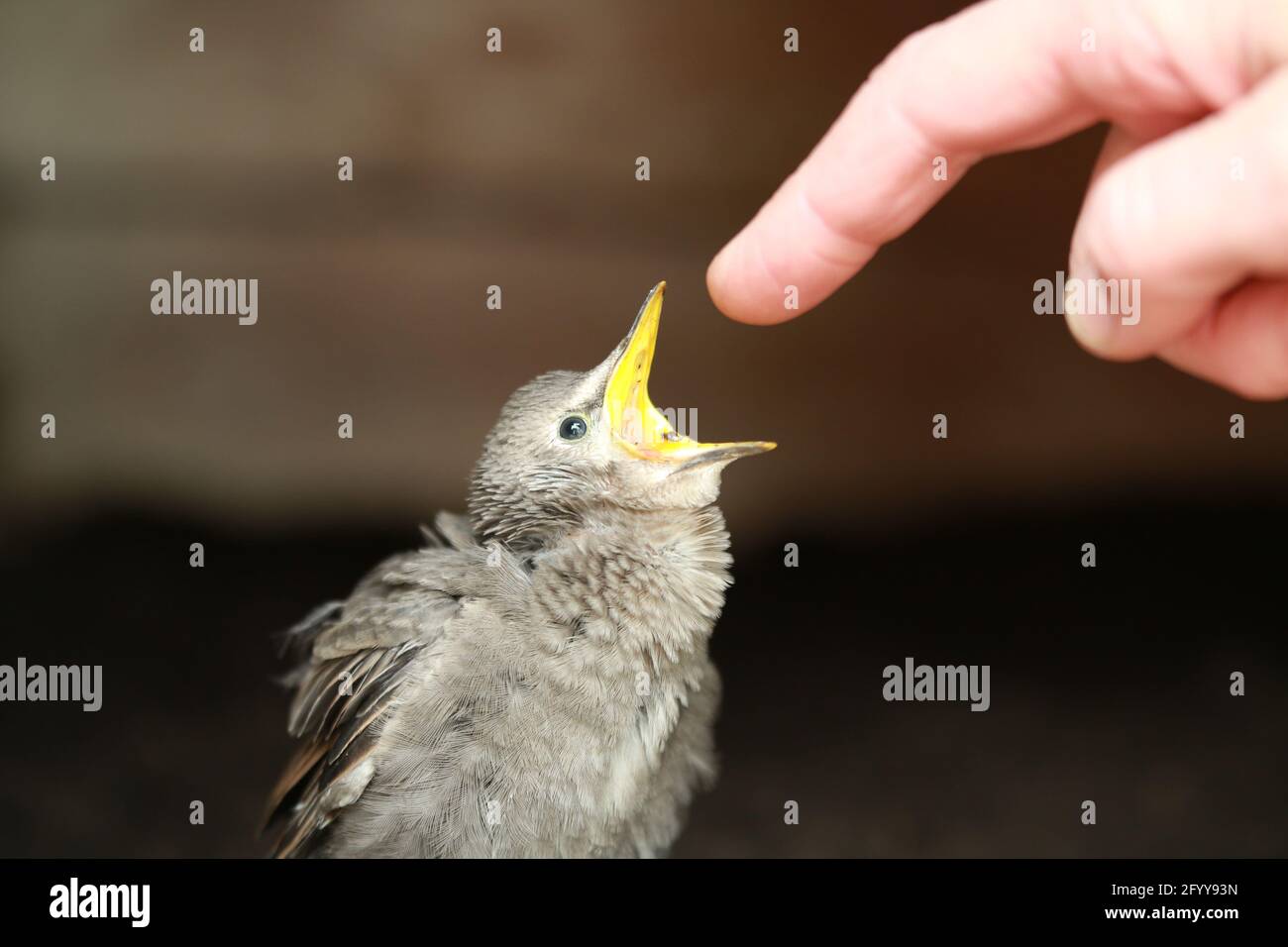 A little chicken with her mouth open, ready to bite a finger Stock ...