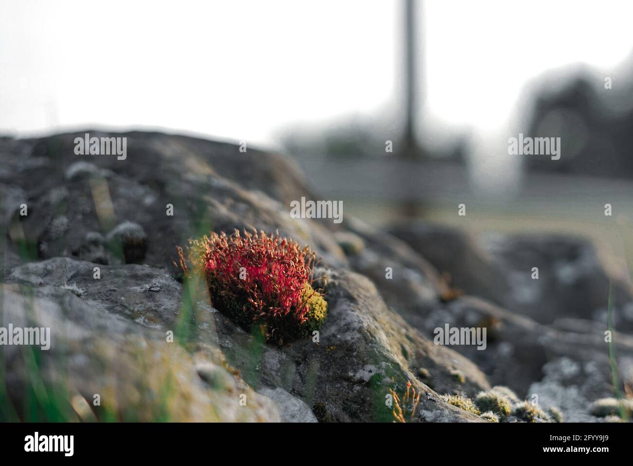 A selective focus of plants between rocks outdoor Stock Photo - Alamy