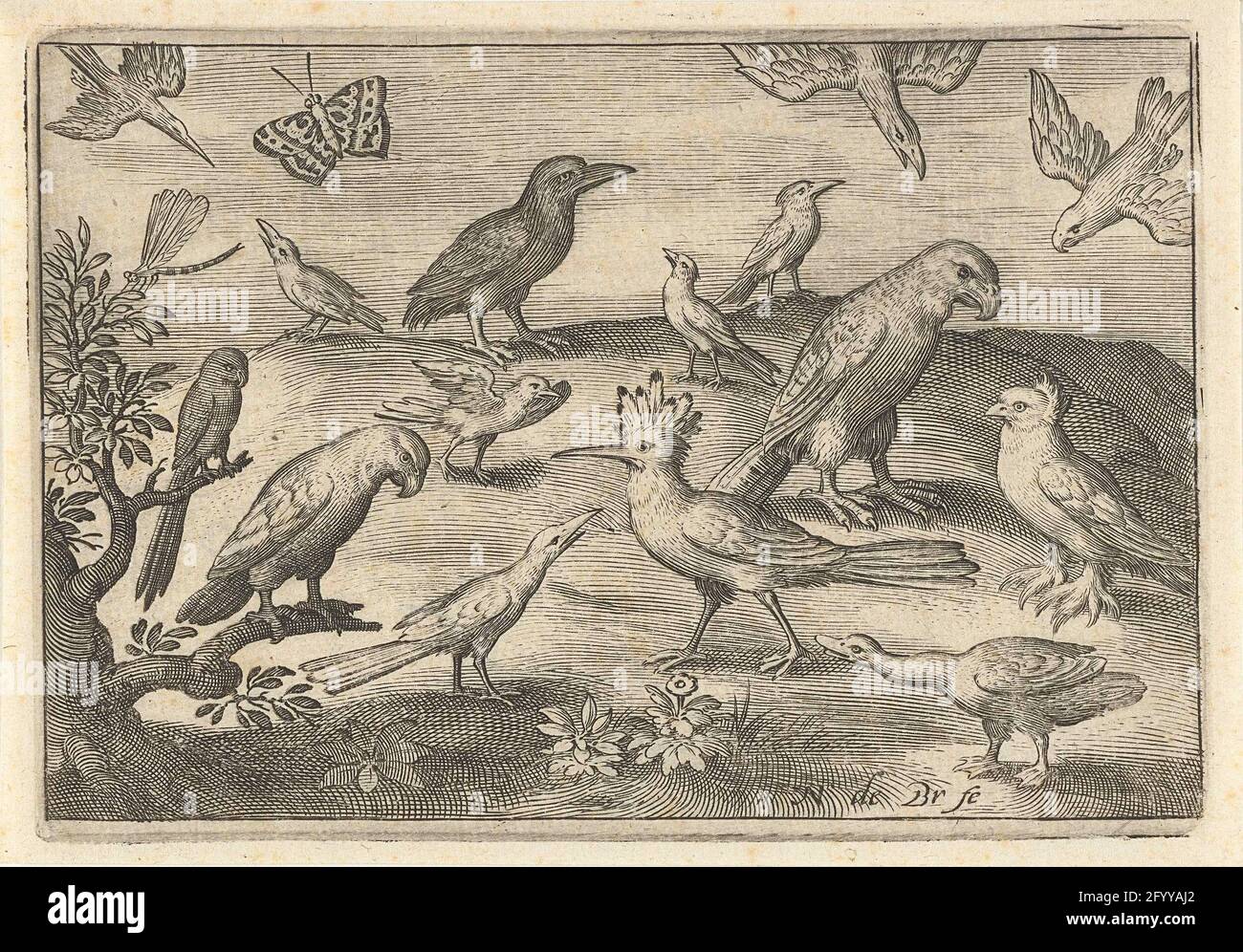 Hop and other birds; Birds and insects Stock Photo - Alamy