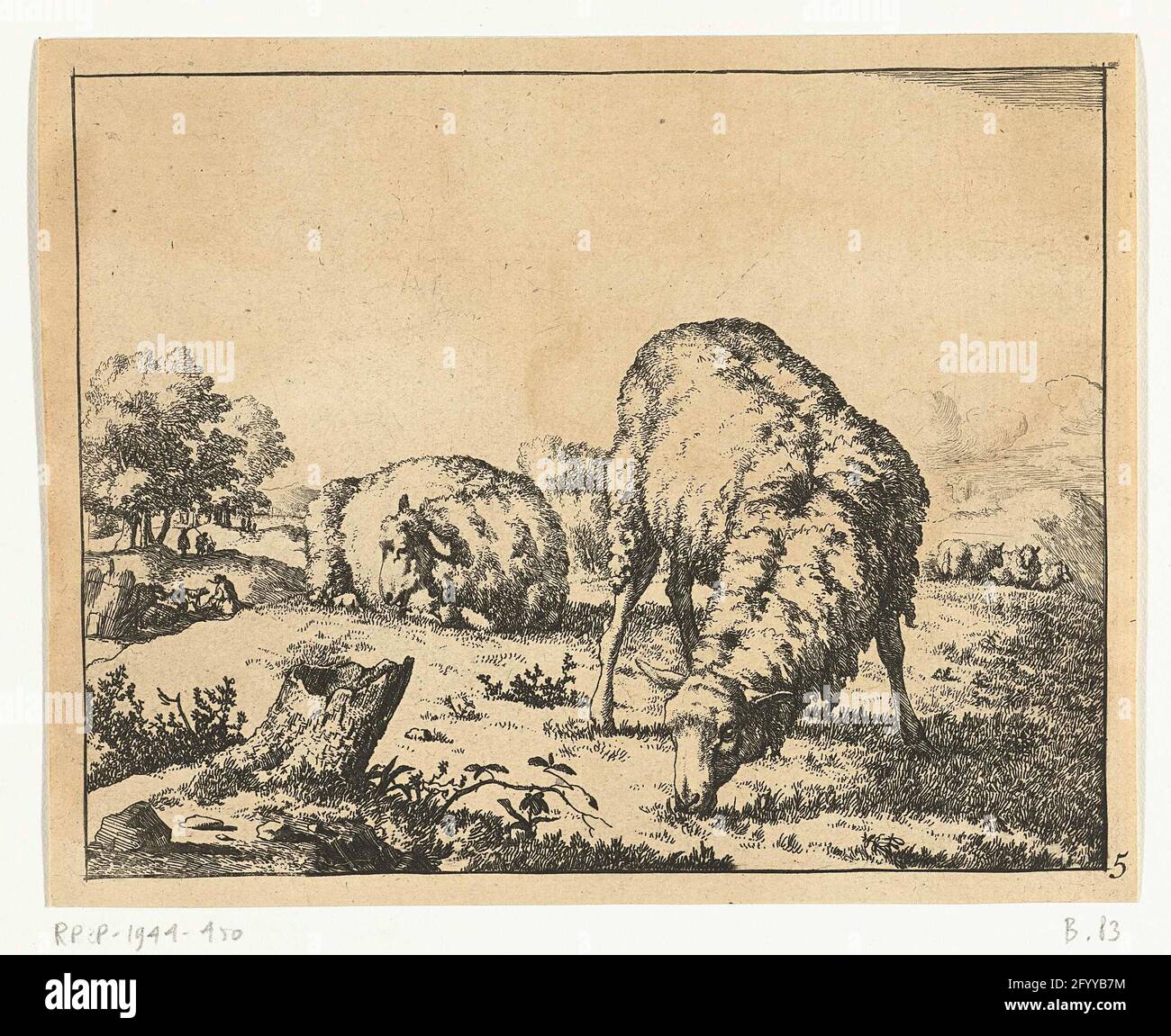 Grazing sheep, with tree stump; Sheep Stock Photo - Alamy