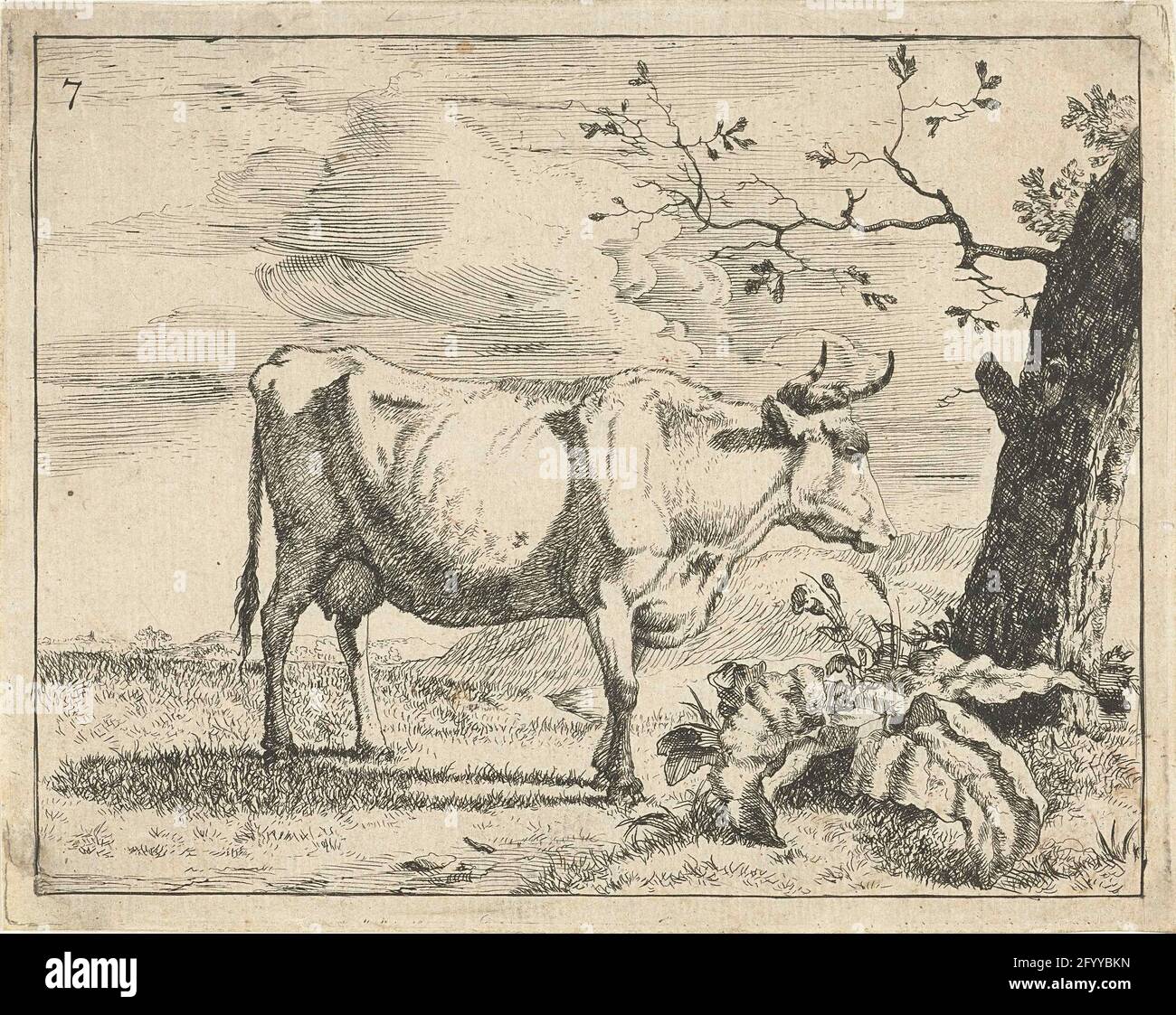 Standing cow at tree; Cattle and pigs Stock Photo - Alamy