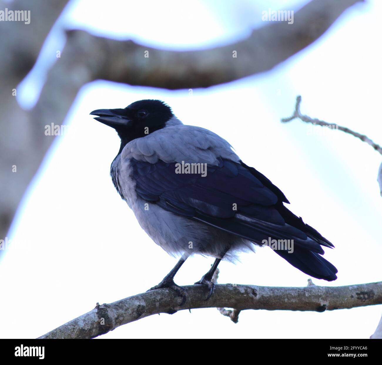 Hooded crow scotland High Resolution Stock Photography and Images - Alamy